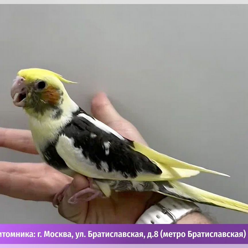 Попугай Карела подросток