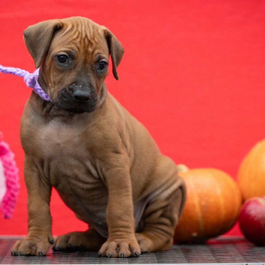Родезийский риджбек, щенок