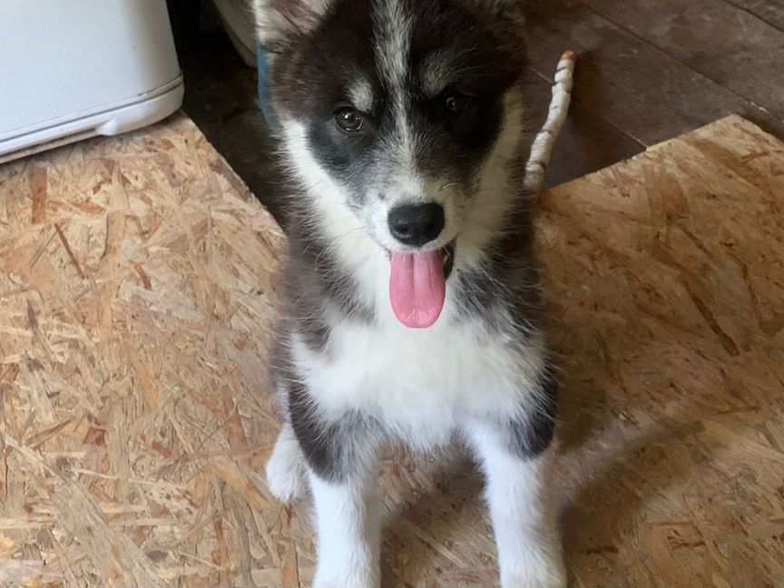 Продам Хаски