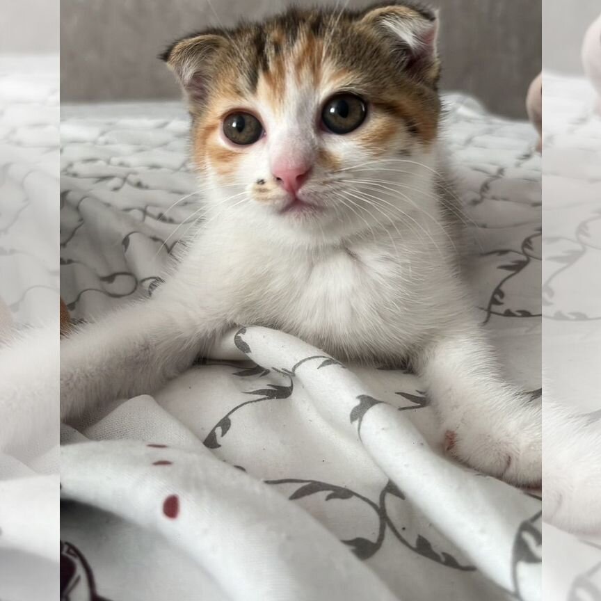 Котенок (девочка)