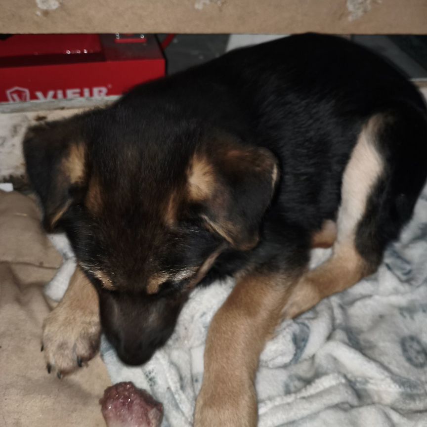 Щенок в добрые руки