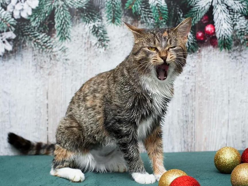 Кошка Пироженка охотница и игрунья