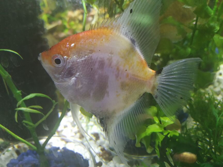 Скалярия, гурами