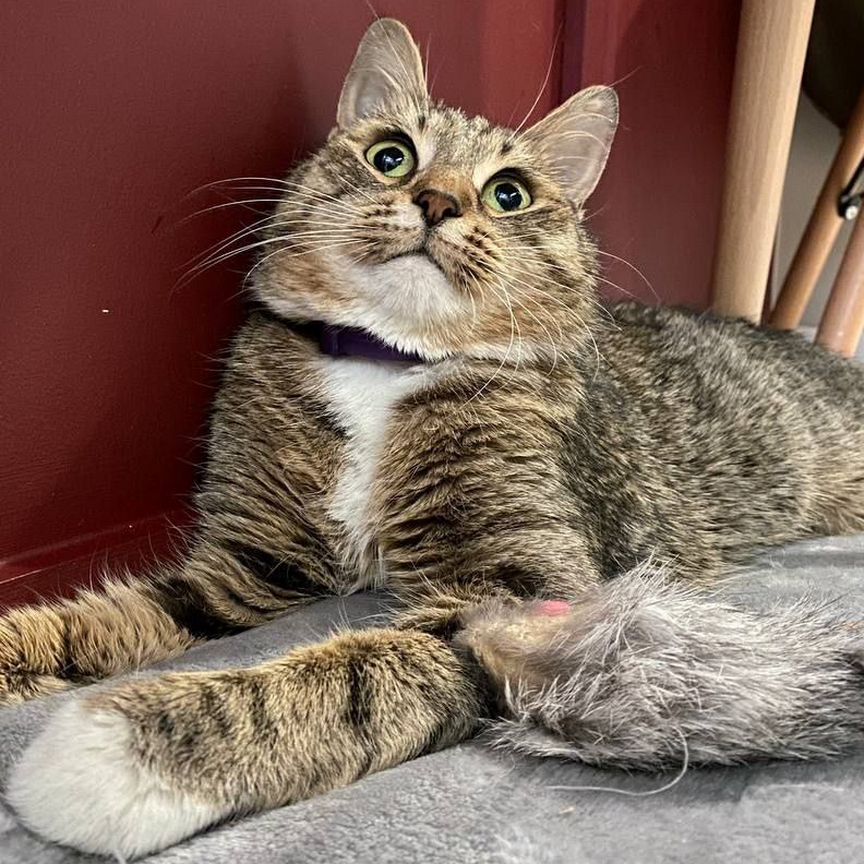 Взрослая, кошка в добрые руки