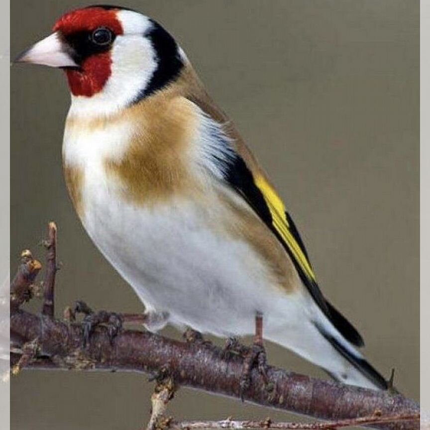 Певчие лесные птицы