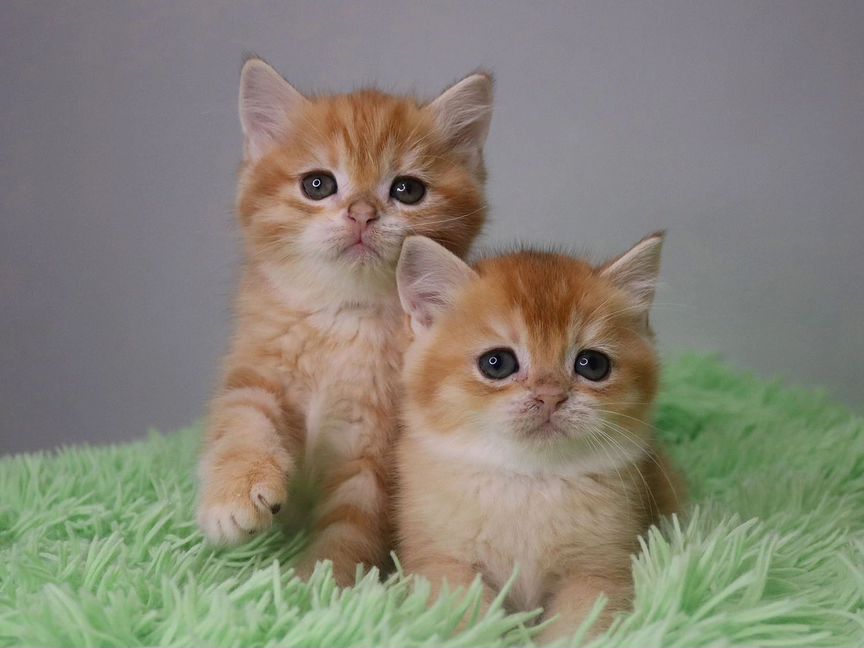 Котята золотые шиншиллы