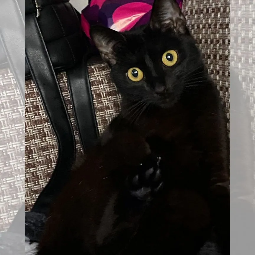 Кошка