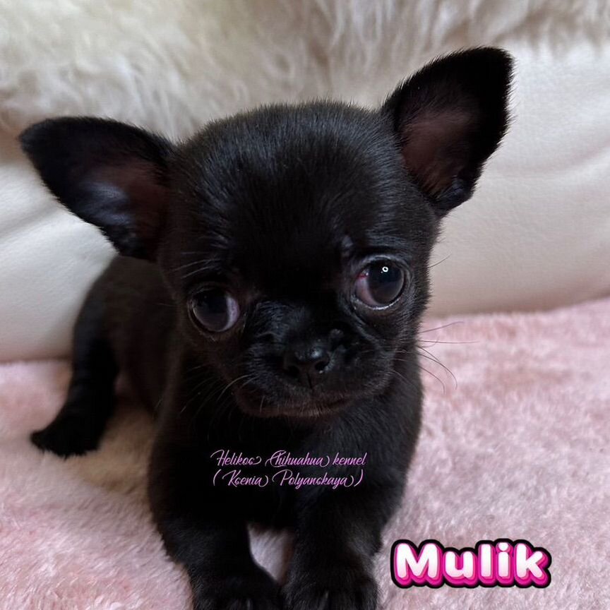 Мини принцесса Муличка