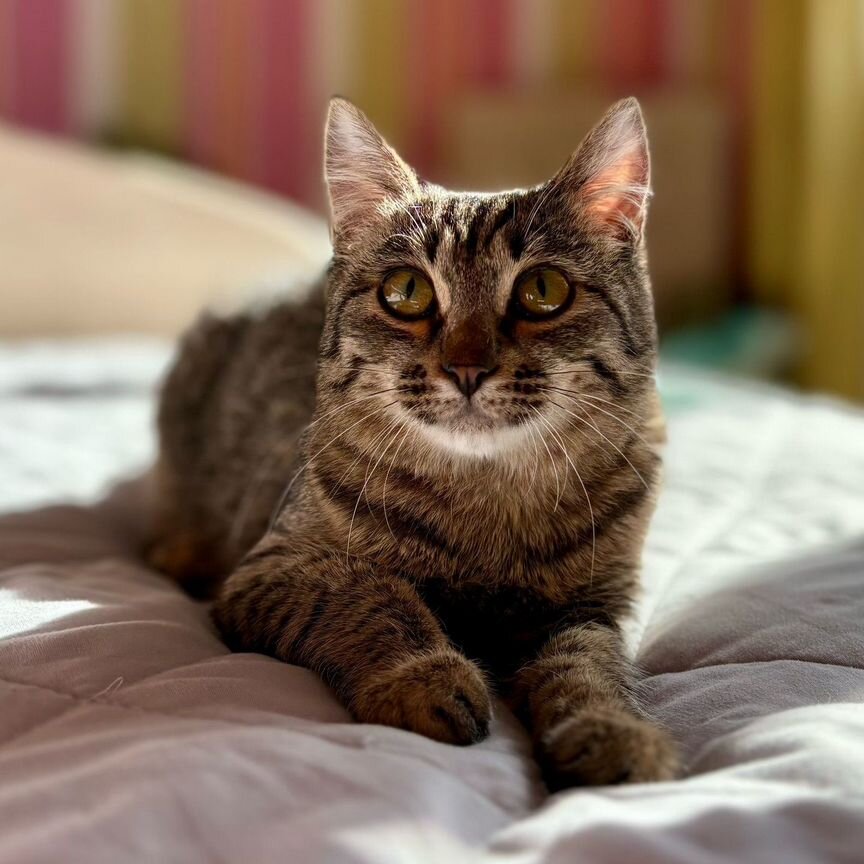 Кошечка 6 мес
