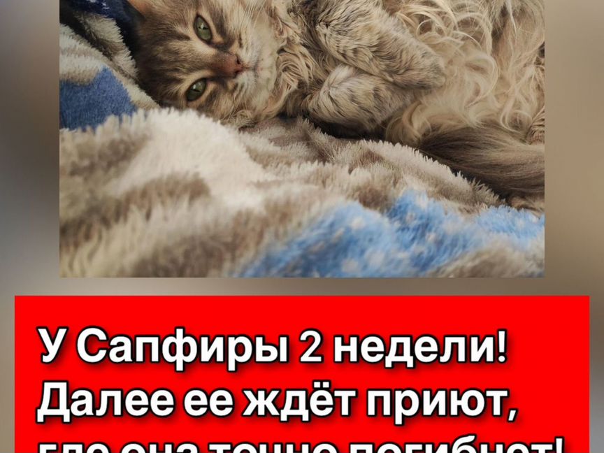 Осталось 2 недели у Сапфиры