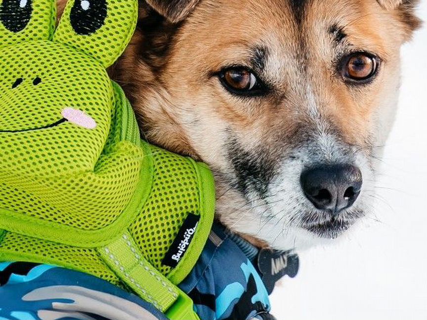 Лилу не место в приюте