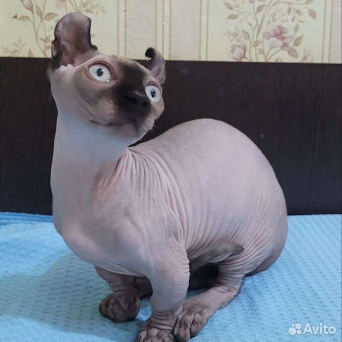 Микро Двэльф, Эльф