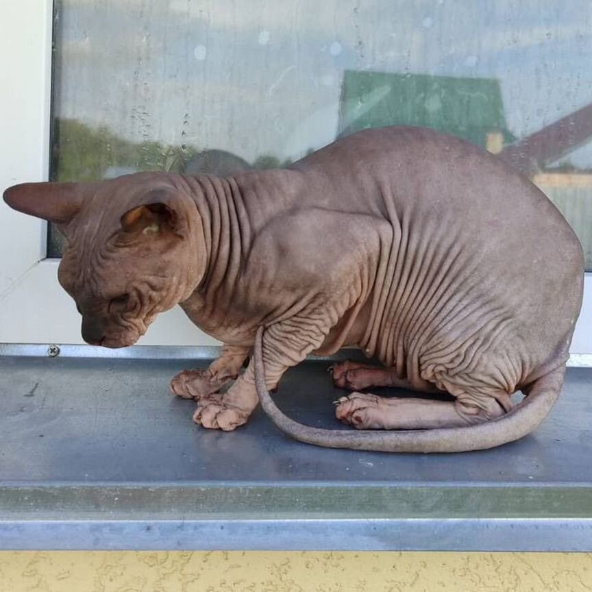 Канадский сфинкс бесплатно