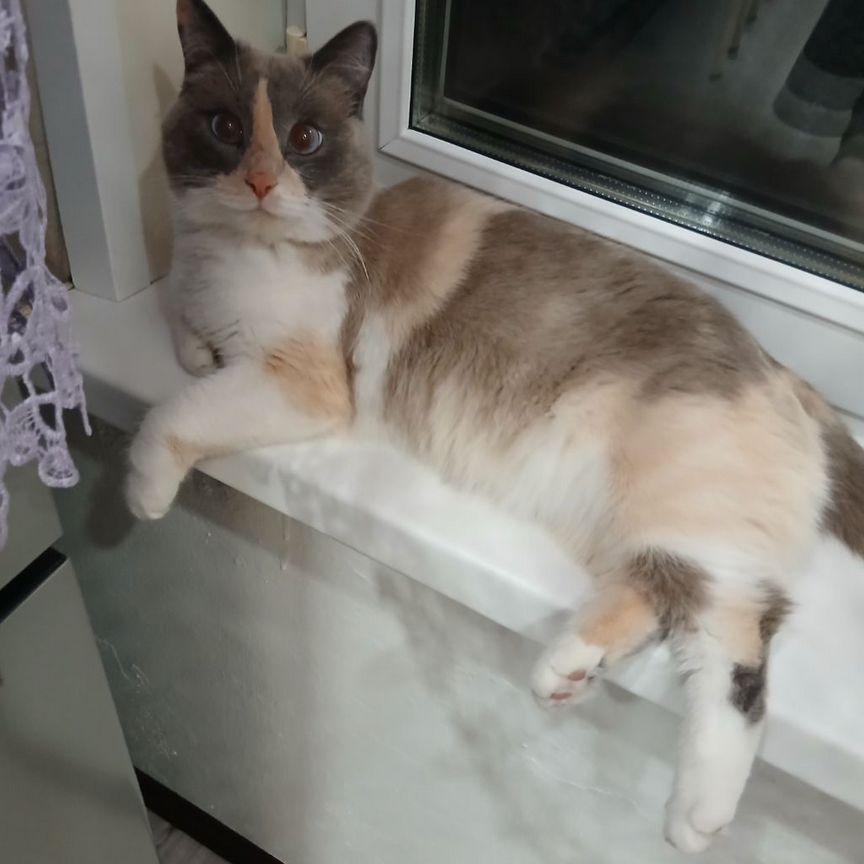 Сиамская кошка, взрослая