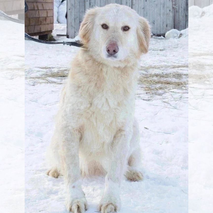 Овсянка