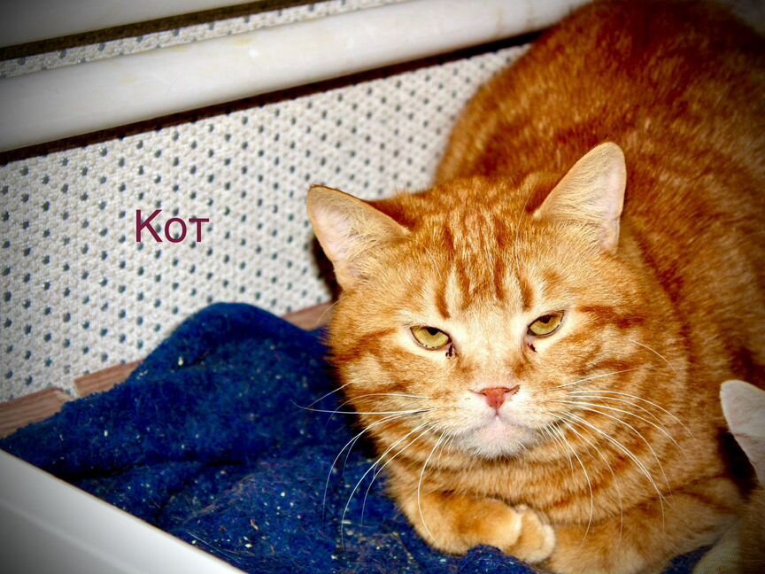 Котики из сгоревшего дома