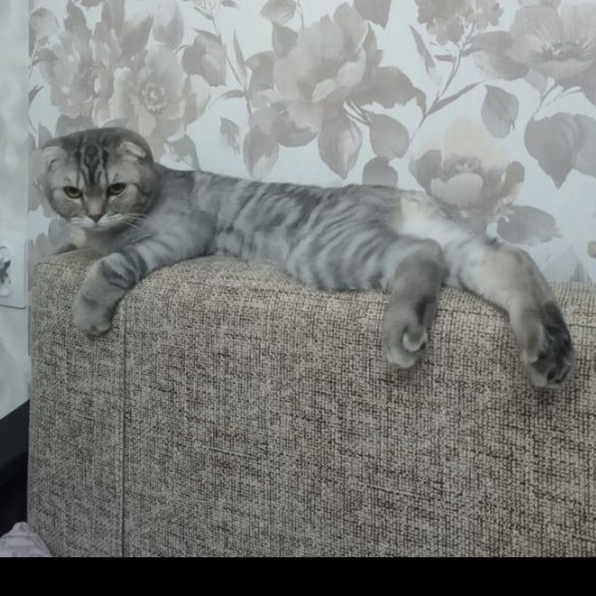 Шотландский вислоухий короткошёрстный котёнок