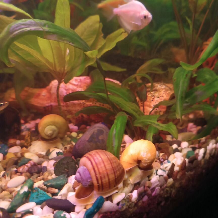Улитки аквариумные