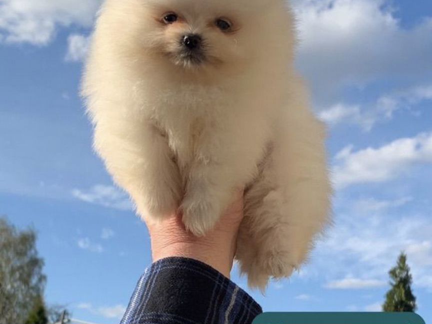 Щенки шпица micro