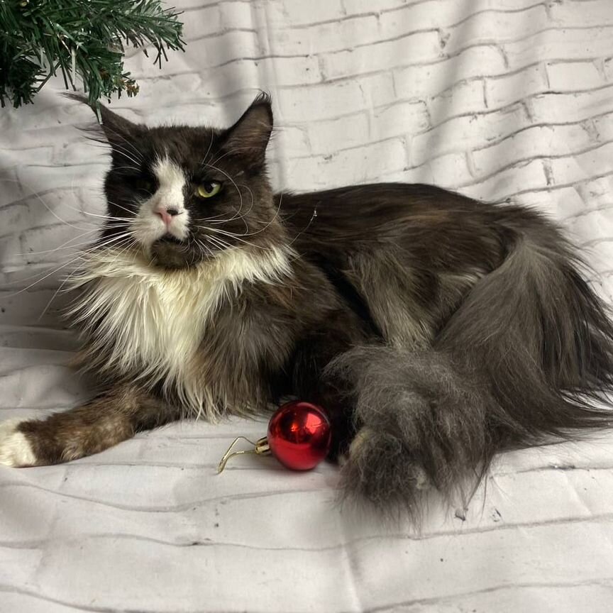 Мейн-кун, взрослая кошка