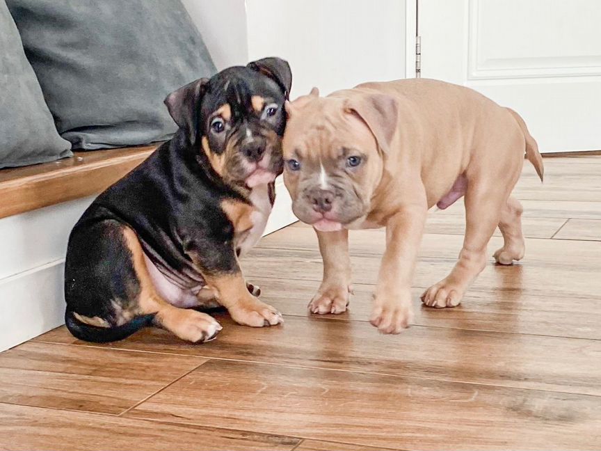 Щенки ам булли