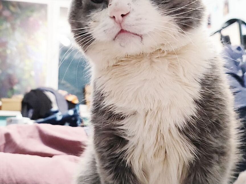 Кот Азель в дар