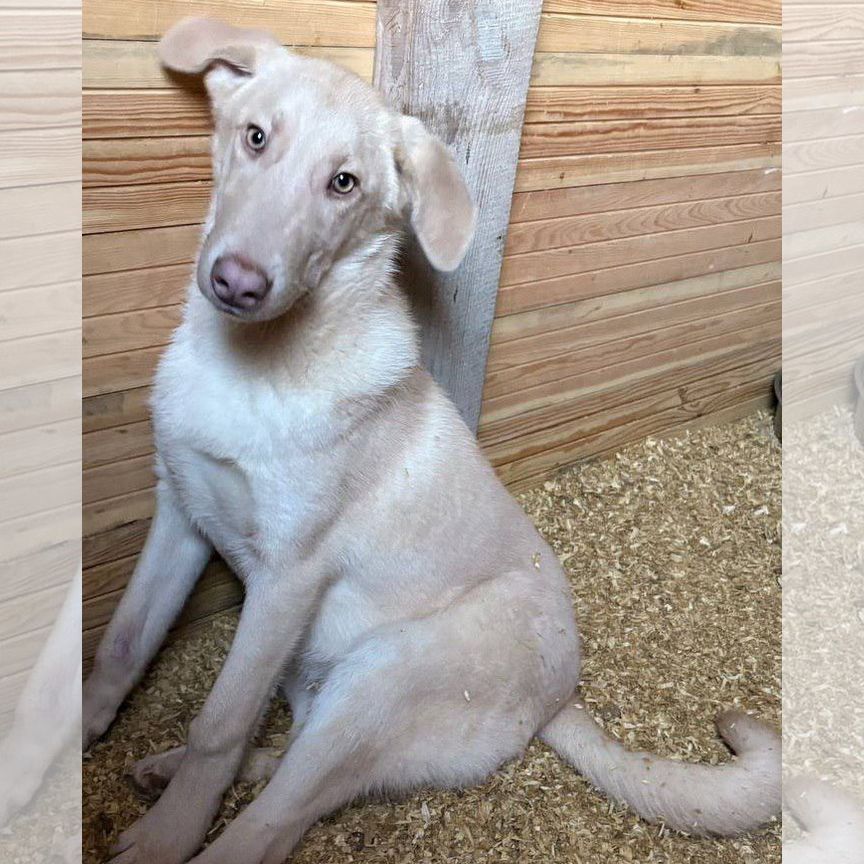 Щенок в добрые руки