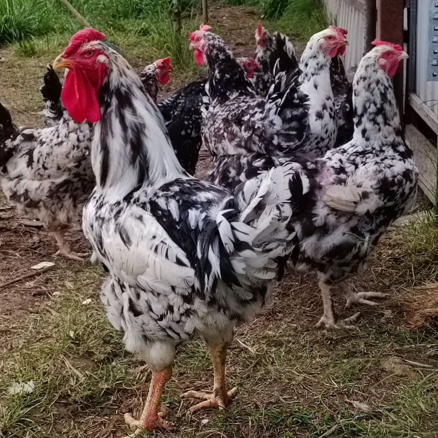 Куры несушки мясо яичные ливенские ситцевые