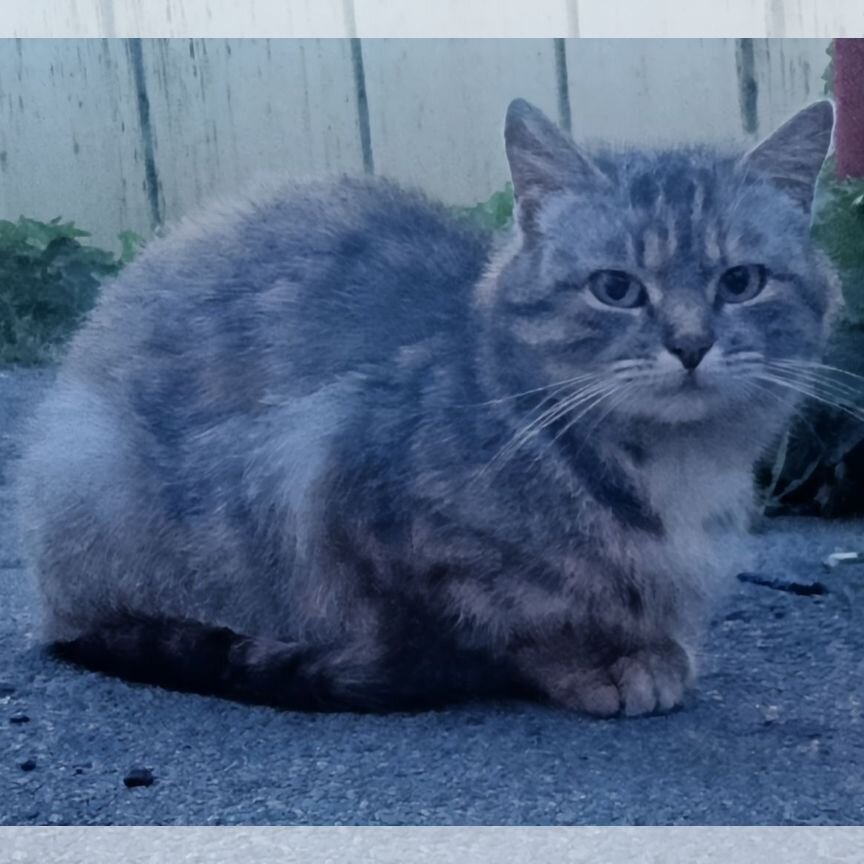 Взрослая, кошка в добрые руки