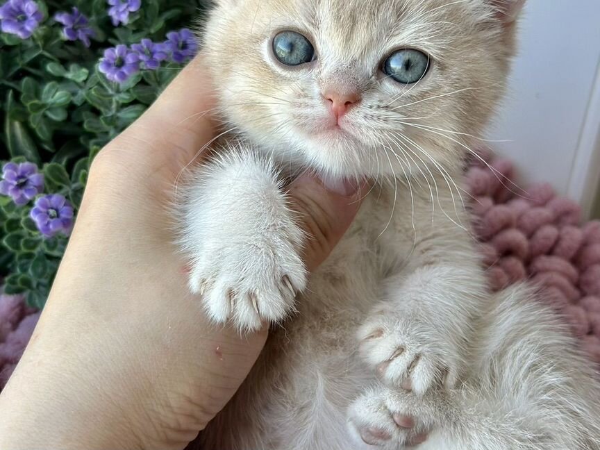 Кошка лиловая золотая шиншилла шоу тип су11