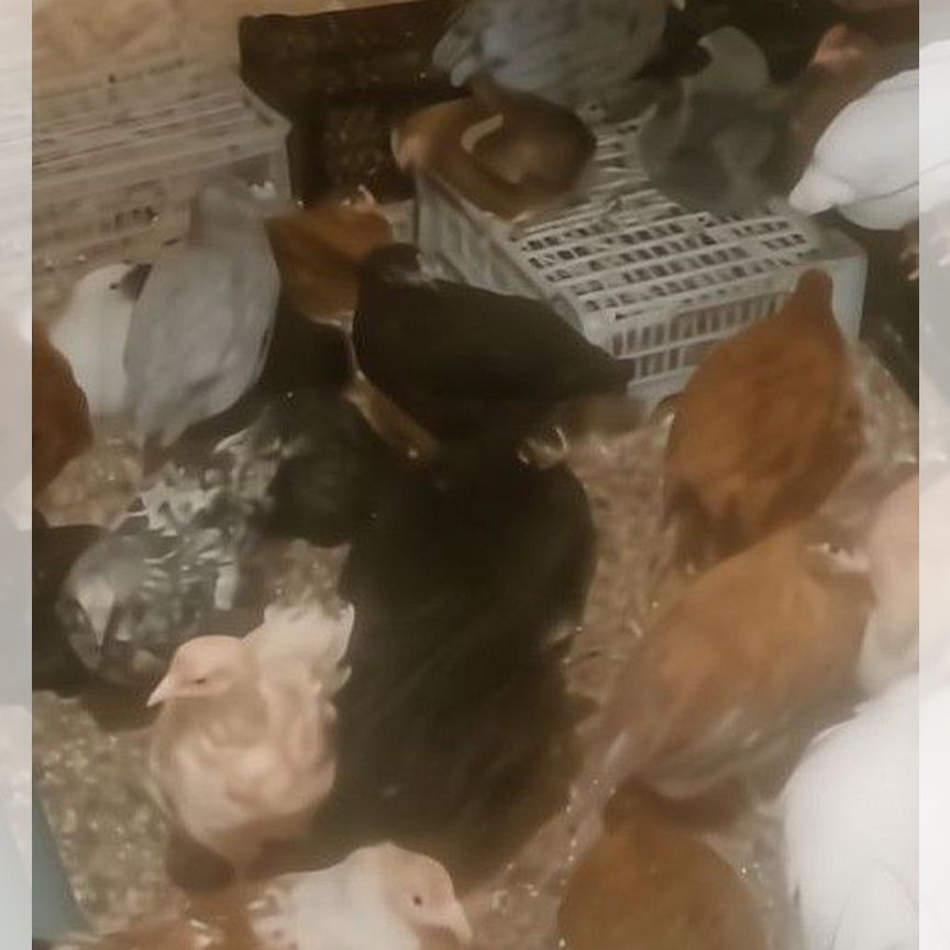 Куры молодки несушки