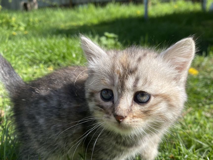 Котята в ответственные добрые руки