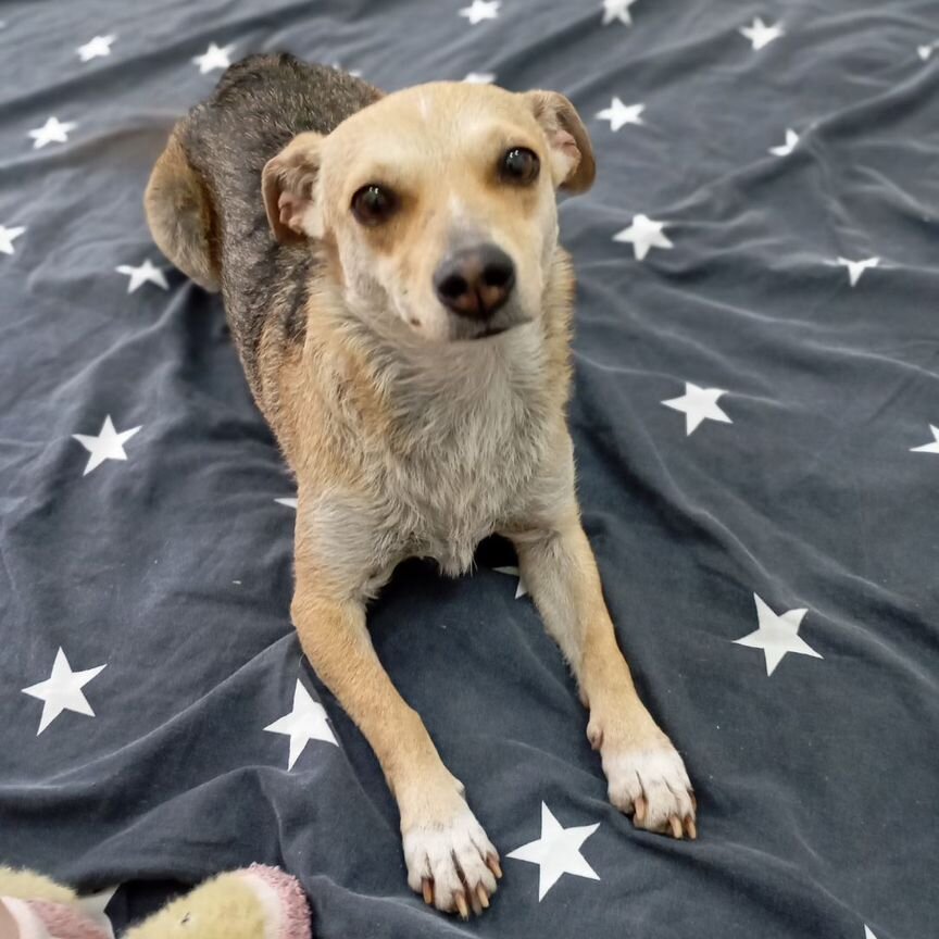 Собака в добрые руки