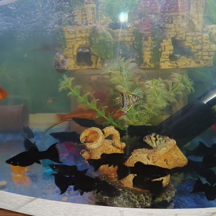 Малинезии лира