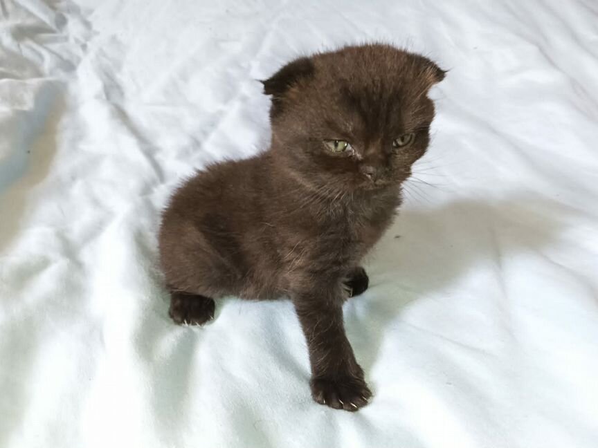 Шотландские вислоухие котята