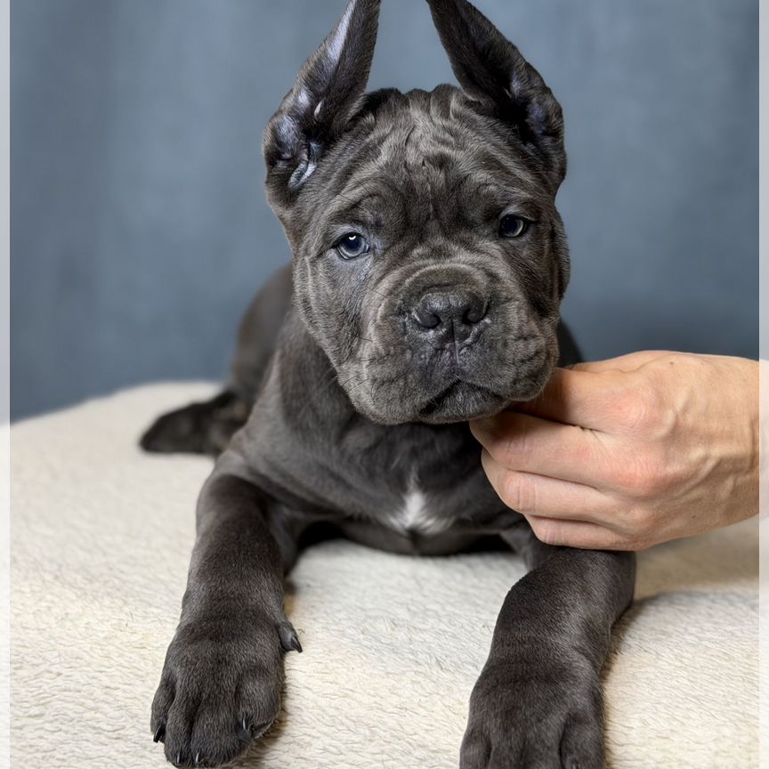 Кане-корсо, щенок