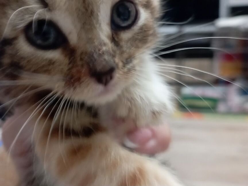 Котенок Машенька