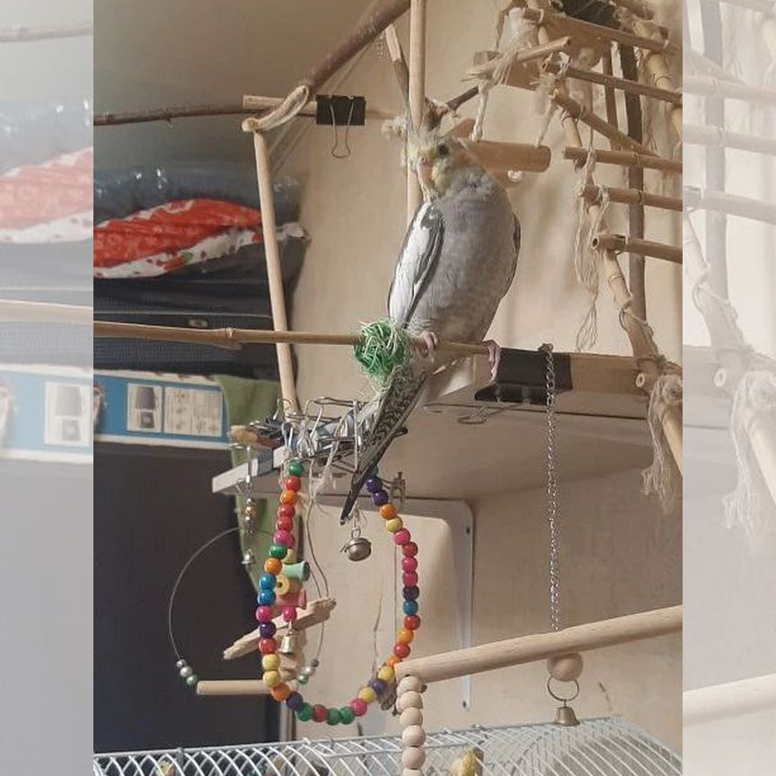 Попугай корелла