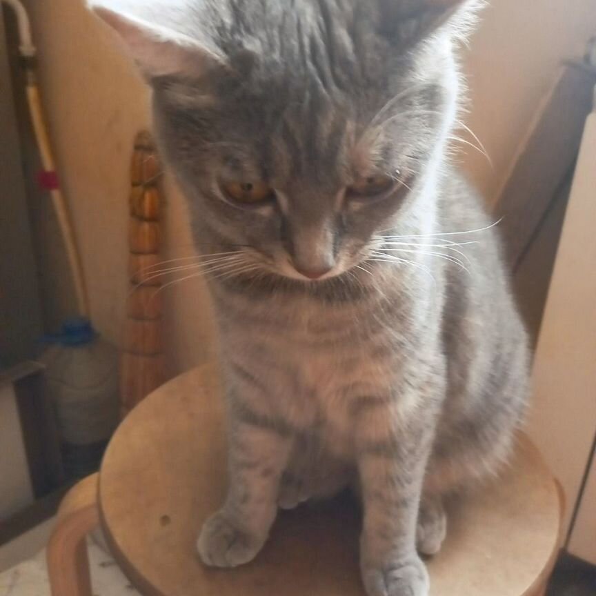 Кошки в добрые руки