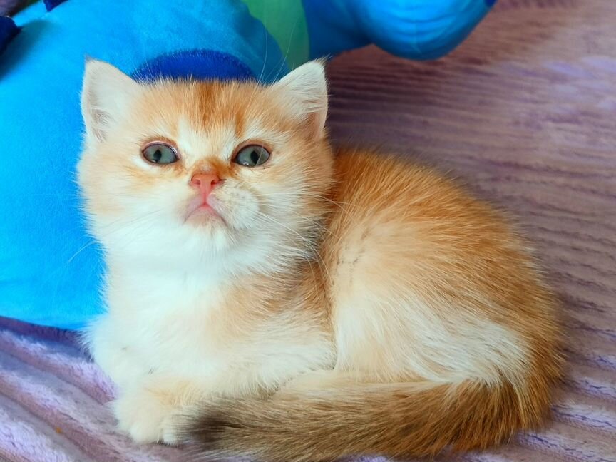 Котята золотая шиншилла