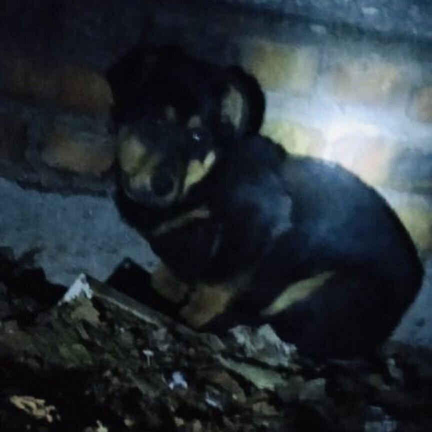 Маленьеий охранник ждет приемных родителей