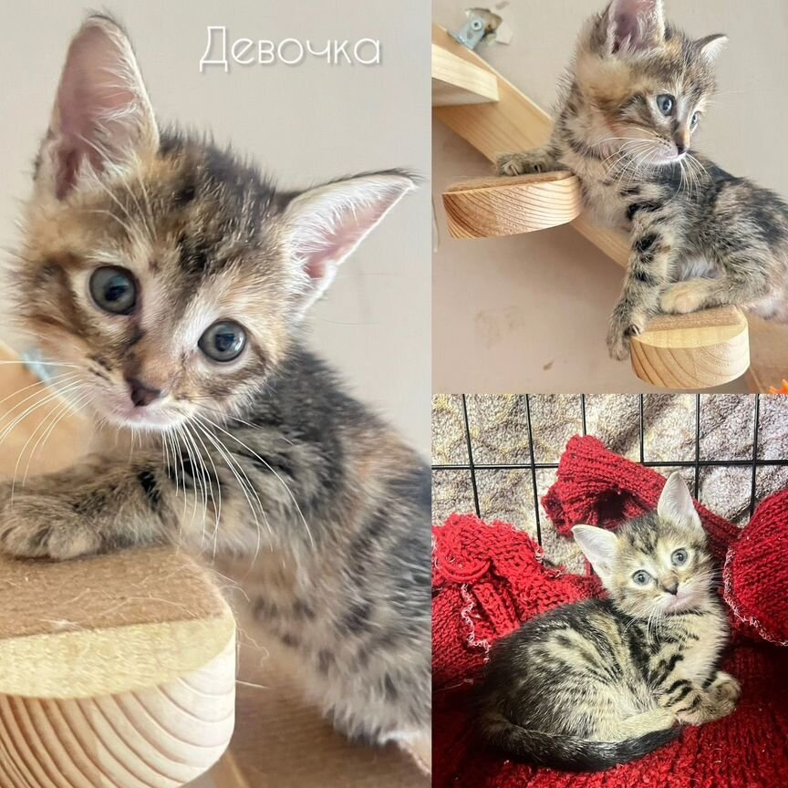 Котята ищу добрый дом