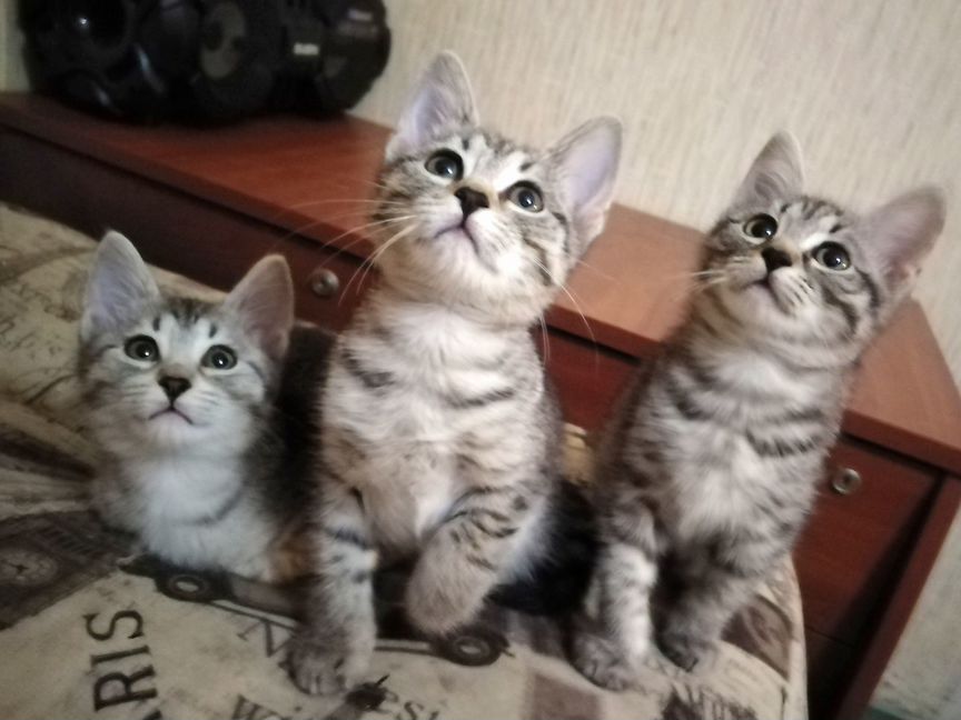 Котенок девочка в добрые руки
