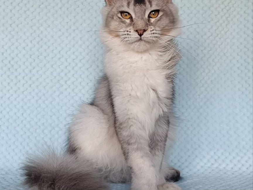 Мейн-кун