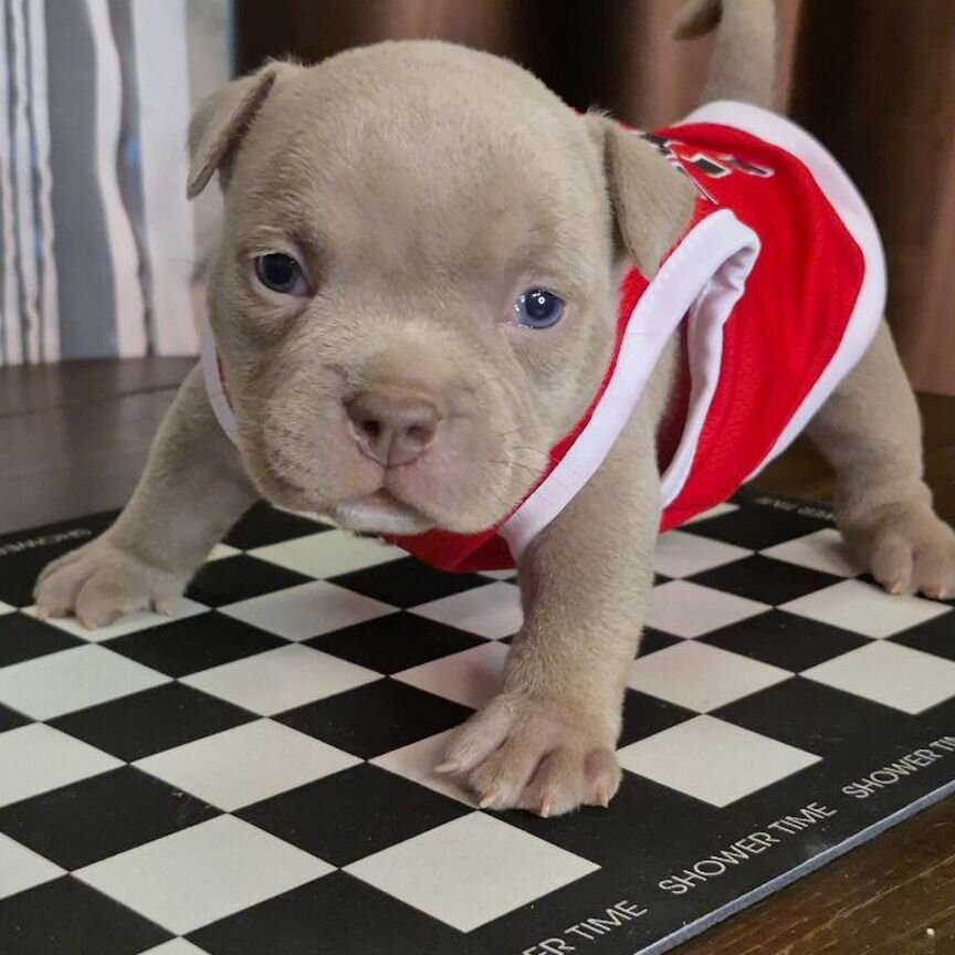 Американский булли, щенок