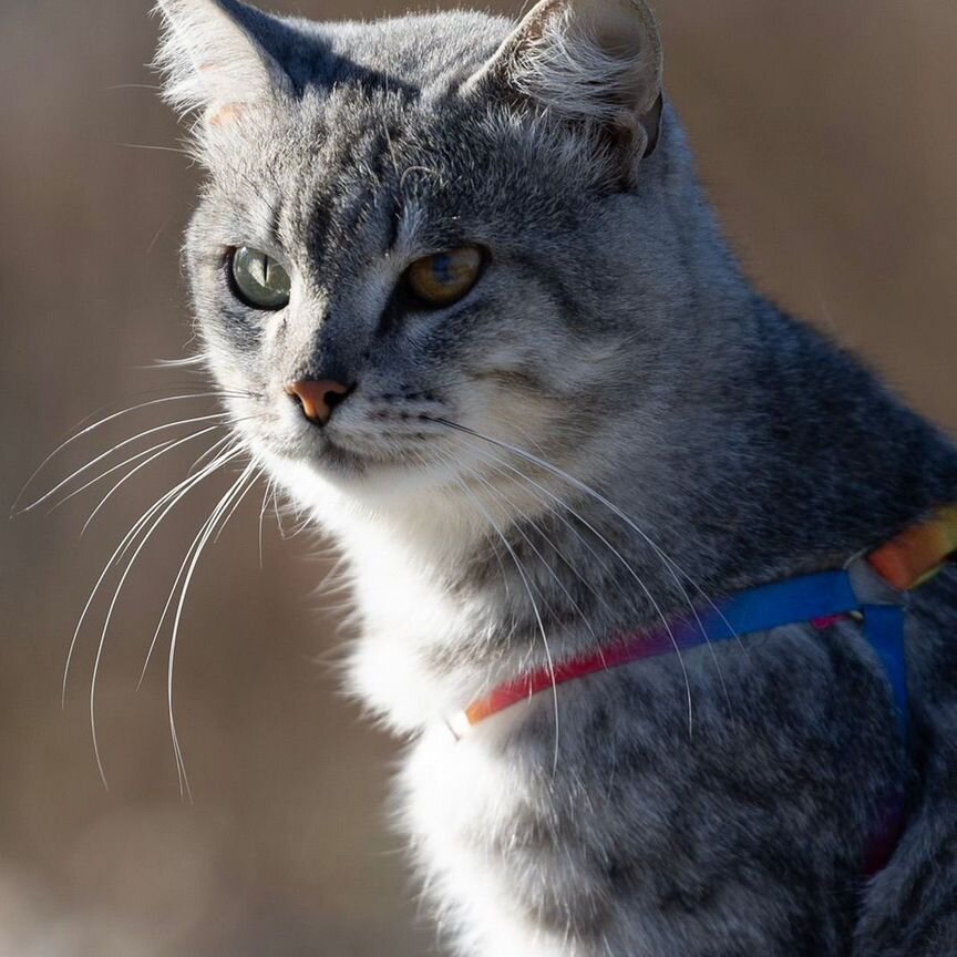 Котя арлекин
