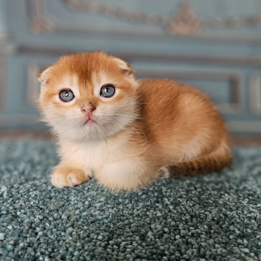 Шотландский килт фолд