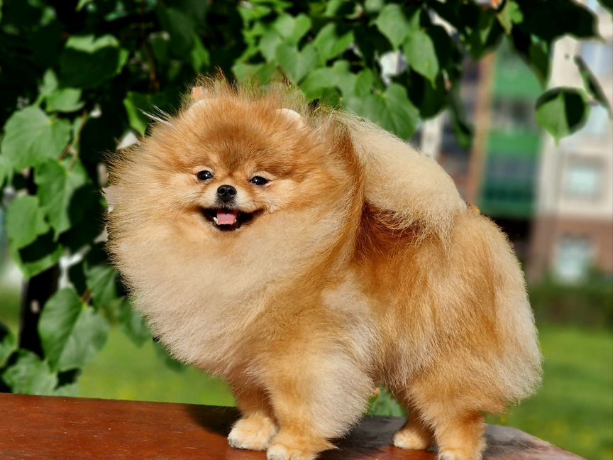 Померанский шпиц тип мишка мини