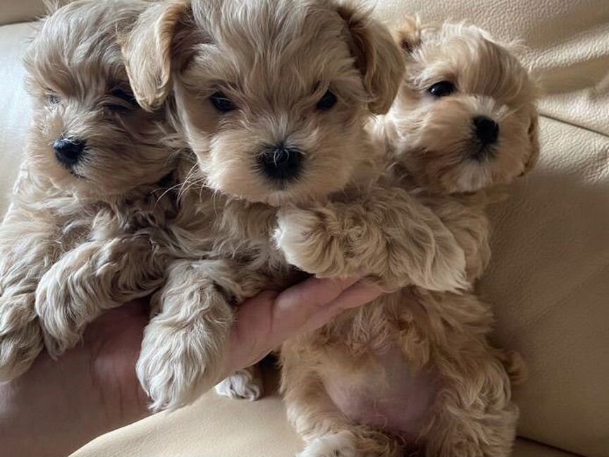 Мальтипу F1 mini щенки