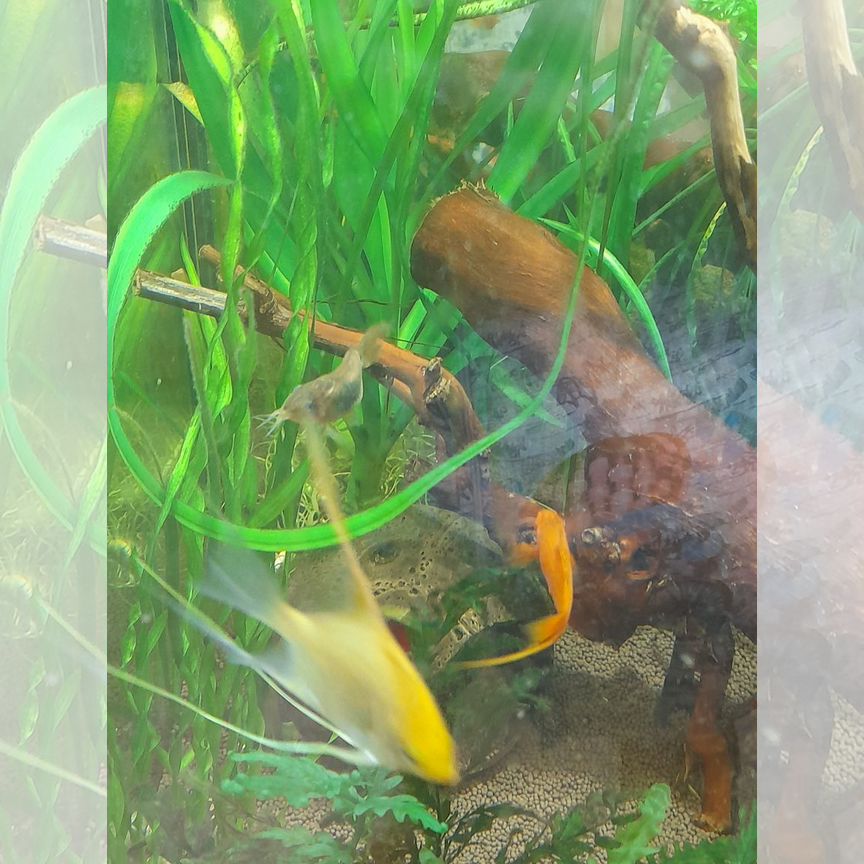 Кринум тайский (обмен)